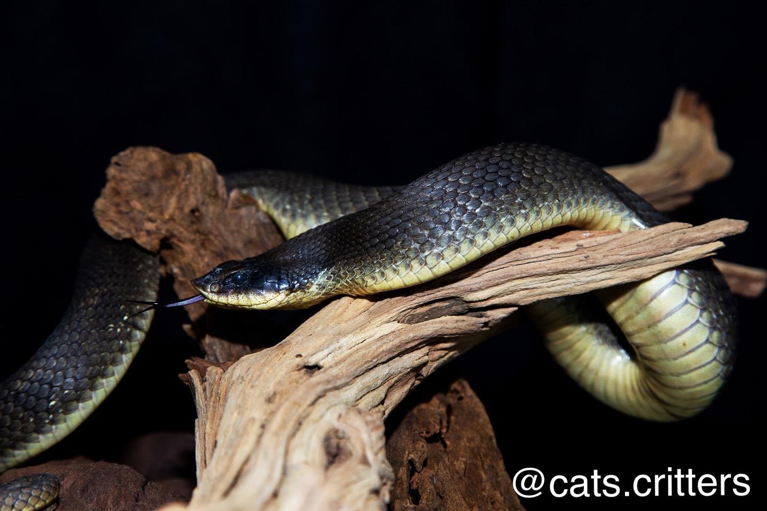 Melanistic Eastern Hognose by Cat's Critters: Exotic Pets - MorphMarket