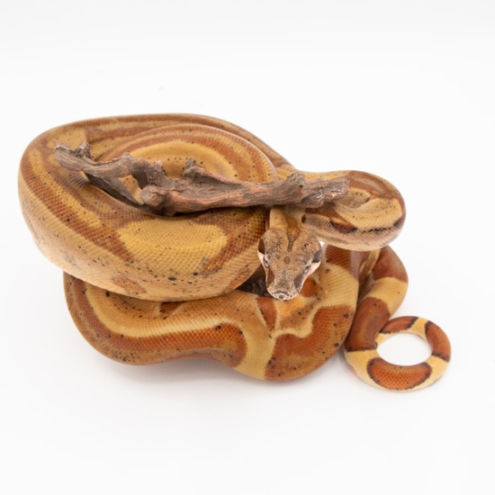 Subadult-Full Of Genes True Red-Tailed Boa Constrictor by Cat's ...