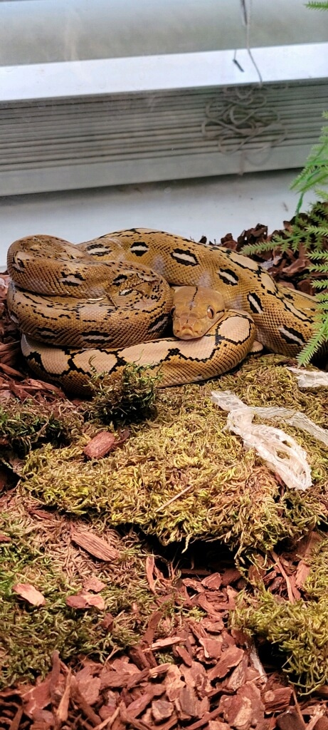 2.5 Years Old Reticulated Python by Cat's Critters: Exotic Pets ...