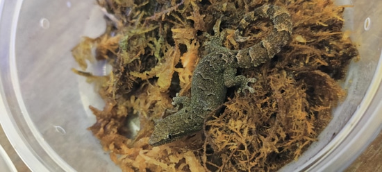 Adult Mourning Geckos by Greg Caudill