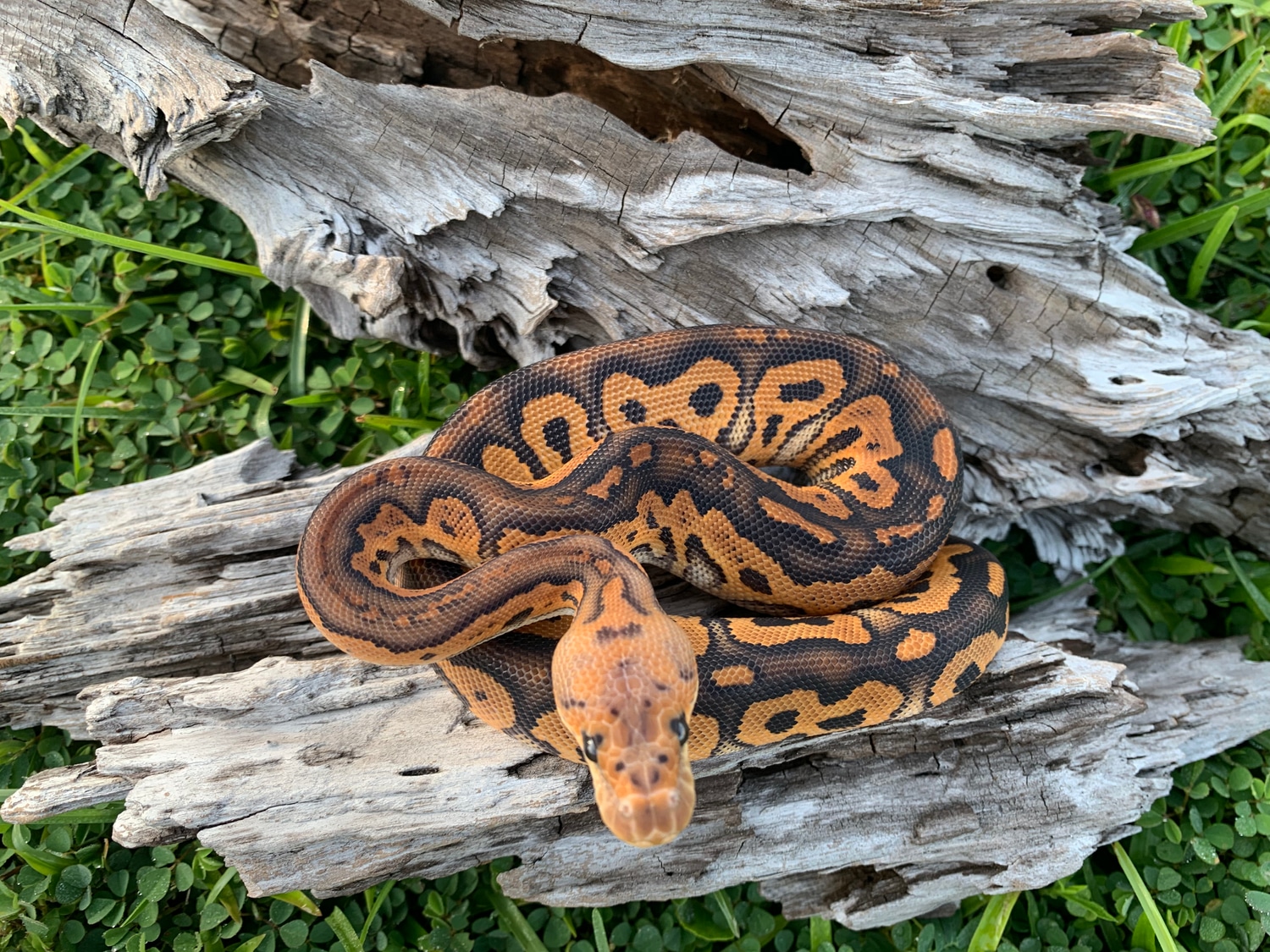 Black Pastel Clown Ball Python by Cypress Grove Reptiles - MorphMarket
