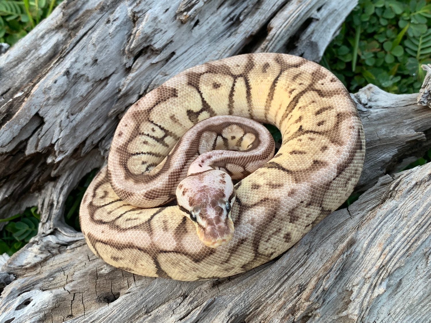 Black Widow Het Albino Ball Python by Cypress Grove Reptiles - MorphMarket