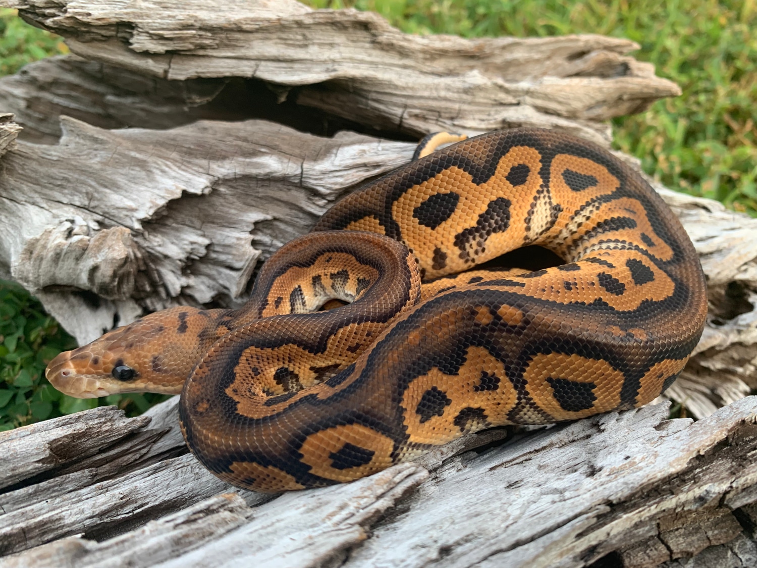 Black Pastel Clown Ball Python by Cypress Grove Reptiles - MorphMarket