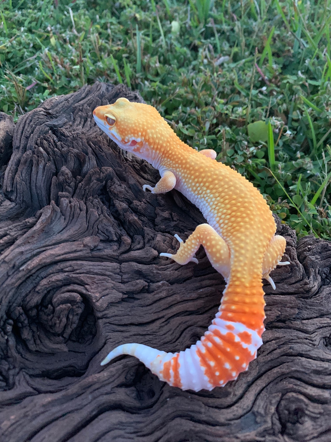 Sunglow Leopard Gecko by Cypress Grove Reptiles - MorphMarket