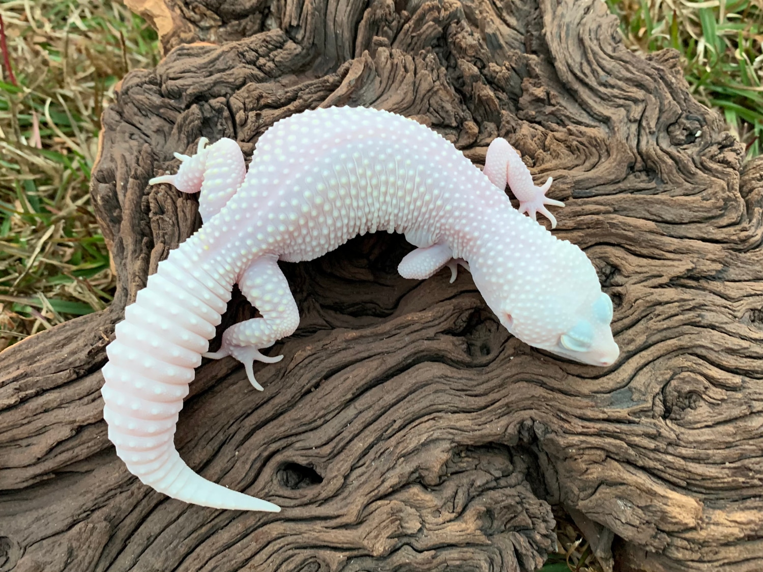 Giant Blazing Blizzard Het Eclipse Leopard Gecko by Cypress Grove ...