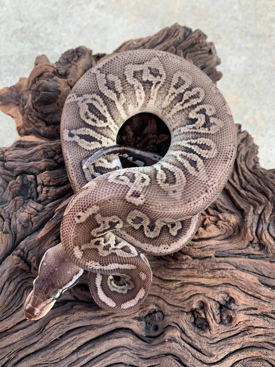Black Pewter Het Albino Ball Python by Cypress Grove Reptiles - MorphMarket