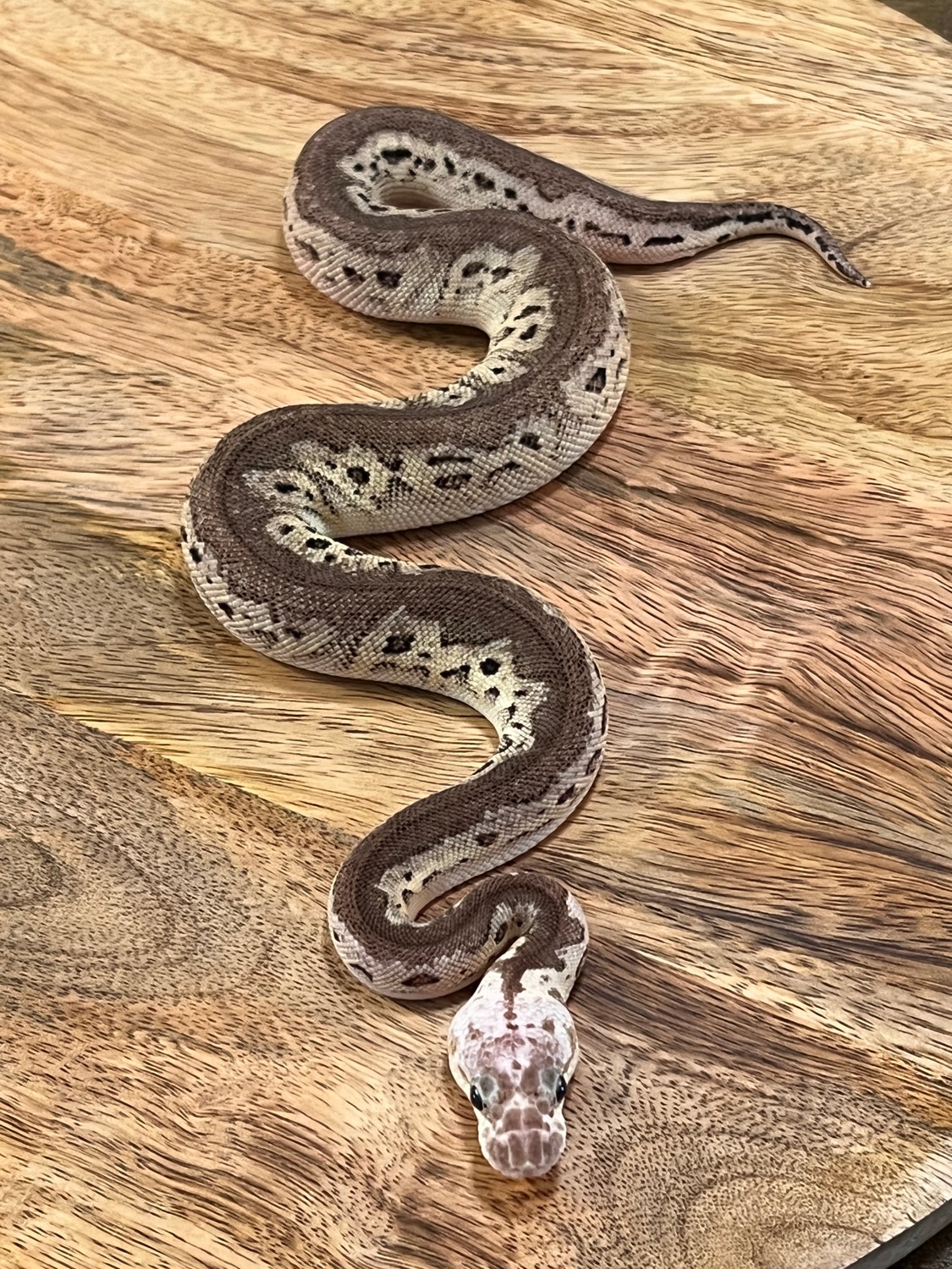 Black Pewter Clown *Free Shipping * Ball Python by Cypress Grove ...