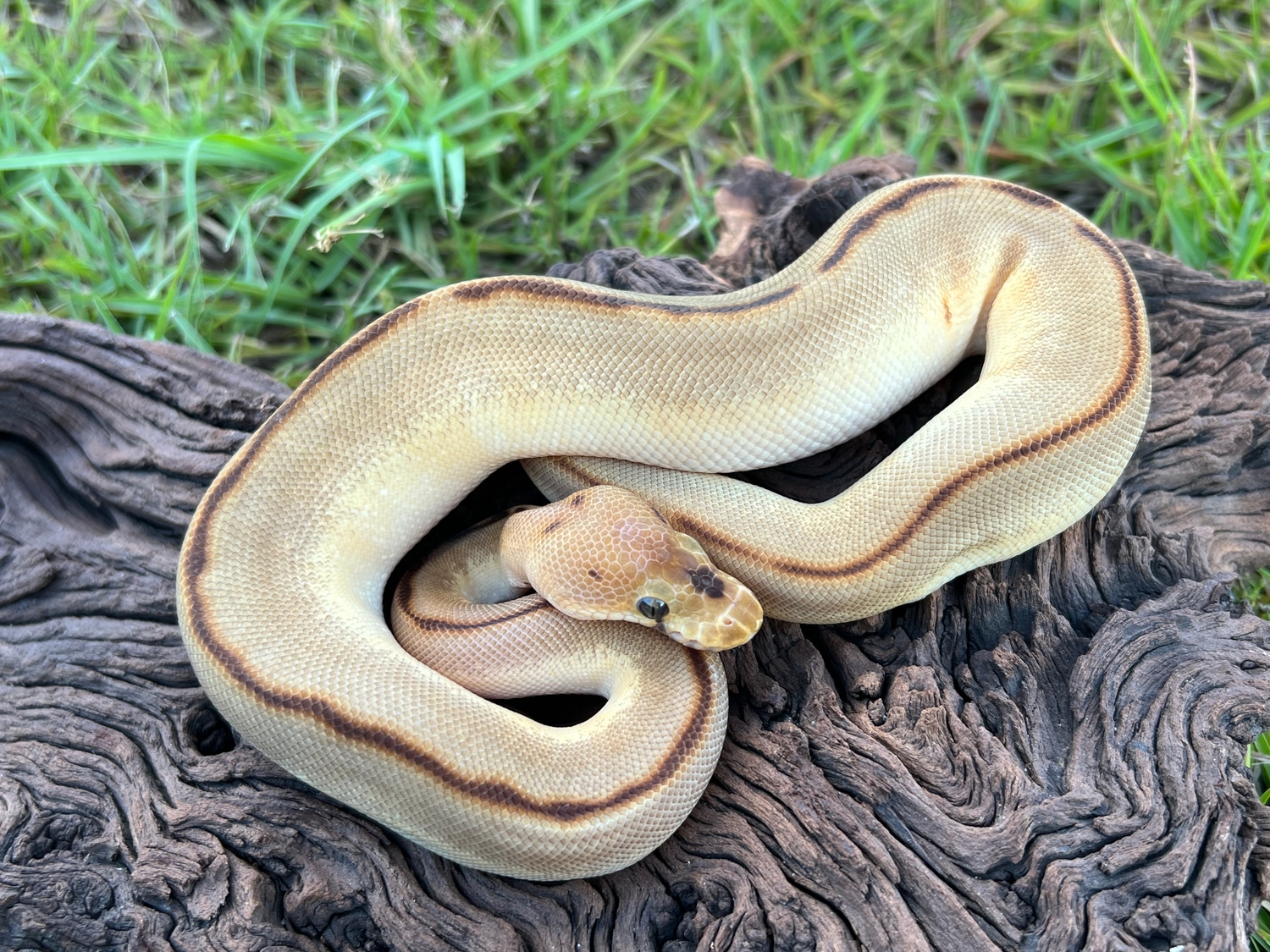 Blade Spider Clown Ball Python by Cypress Grove Reptiles - MorphMarket