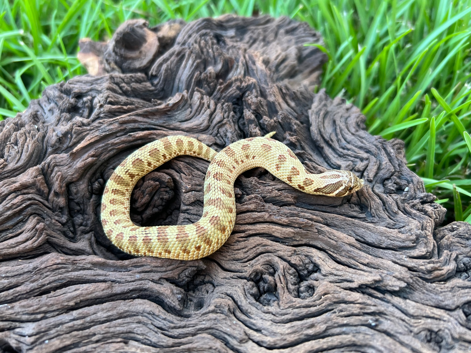 Lemon Ghost Conda Western Hognose by Cypress Grove Reptiles - MorphMarket