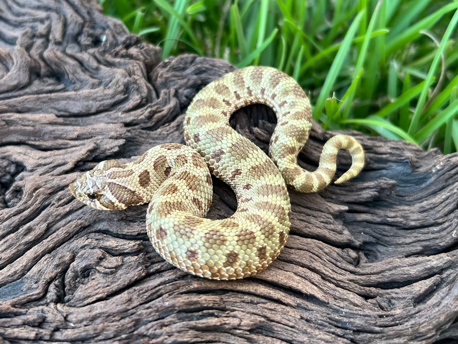 Lemon Ghost Conda Western Hognose by Cypress Grove Reptiles - MorphMarket
