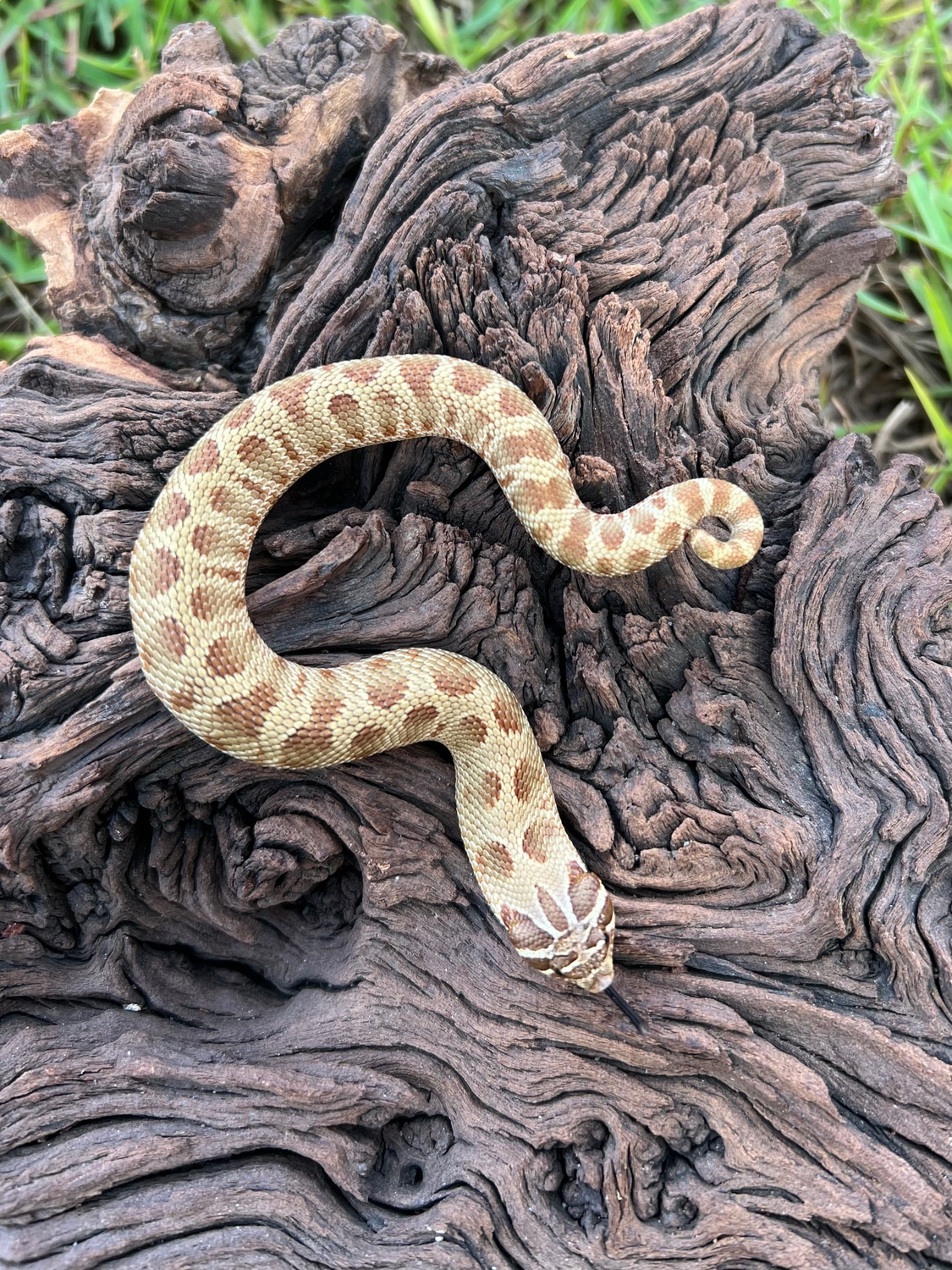 Lemon Ghost Conda Western Hognose by Cypress Grove Reptiles - MorphMarket