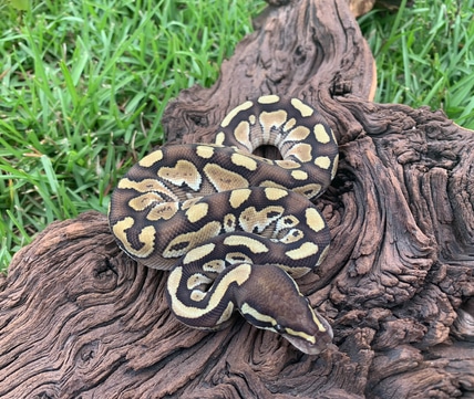 Pastel Butter Enchi Clown Ball Python by Cypress Grove Reptiles ...