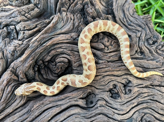 Lemon Ghost Conda Western Hognose by Cypress Grove Reptiles - MorphMarket