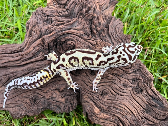 Bold Bandit Leopard Gecko by Cypress Grove Reptiles