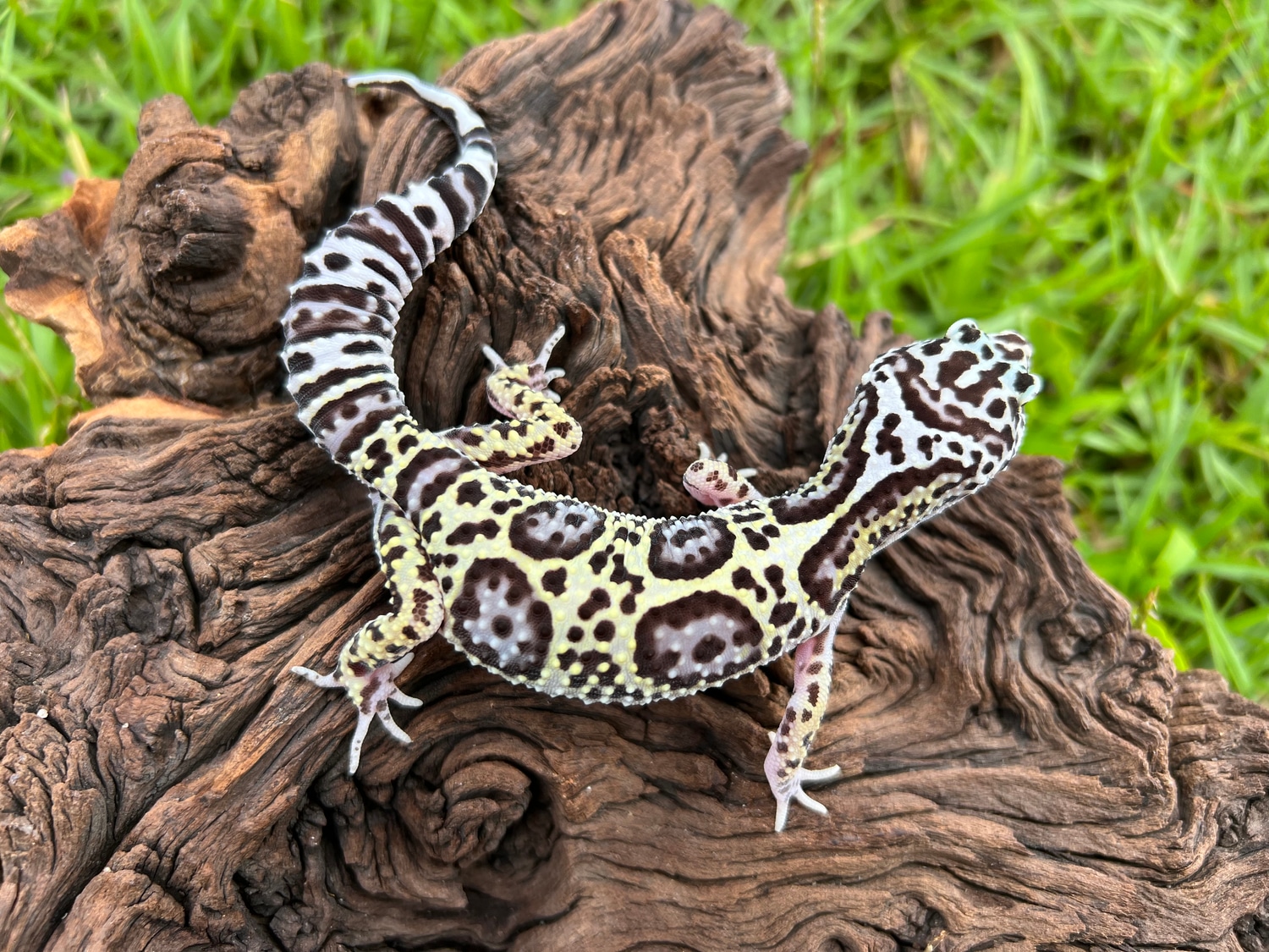 SALE - Snow Bandit Het Tremper Albino Leopard Gecko by Cypress Grove ...