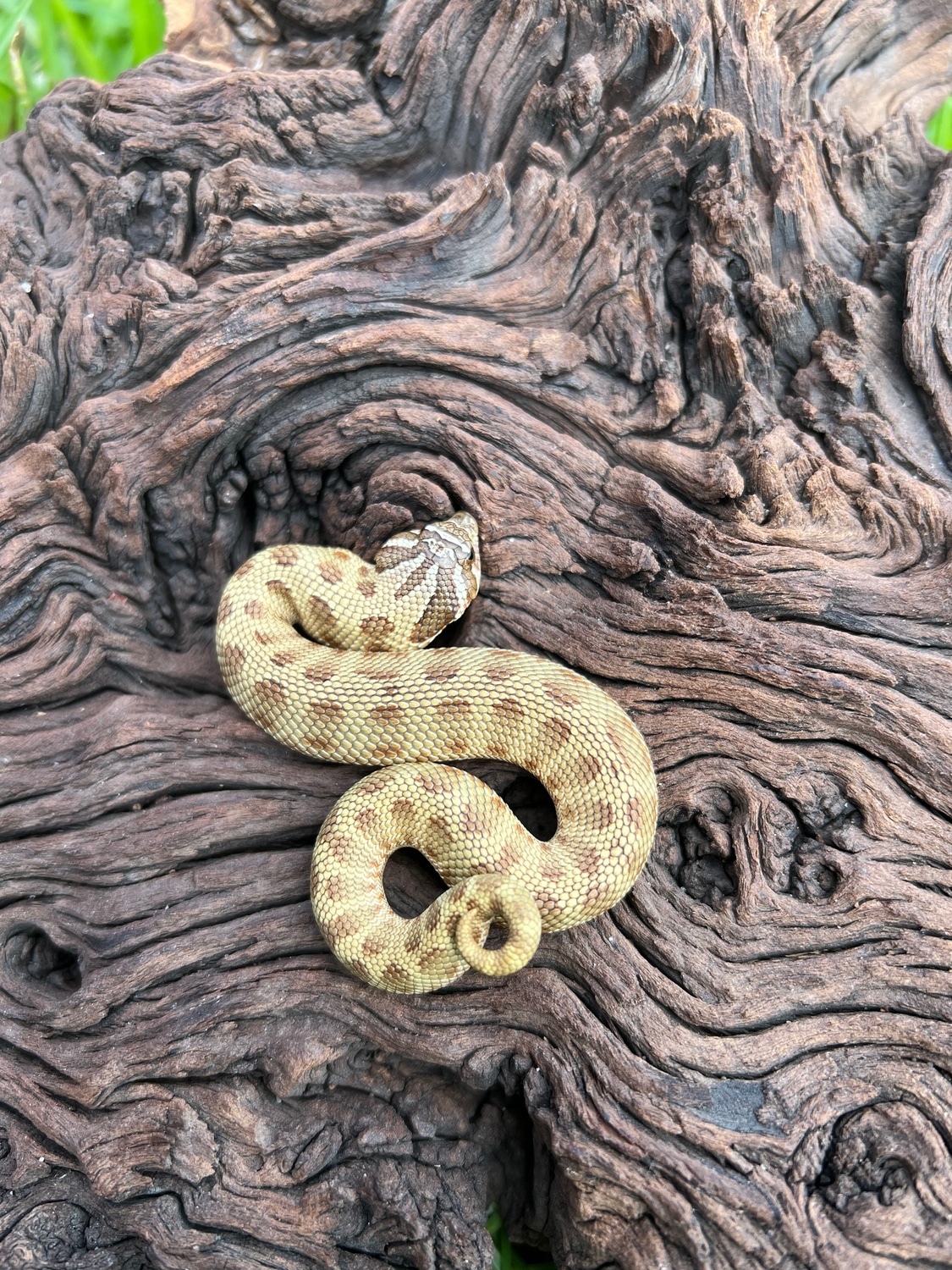 Lemon Ghost Conda Western Hognose by Cypress Grove Reptiles - MorphMarket