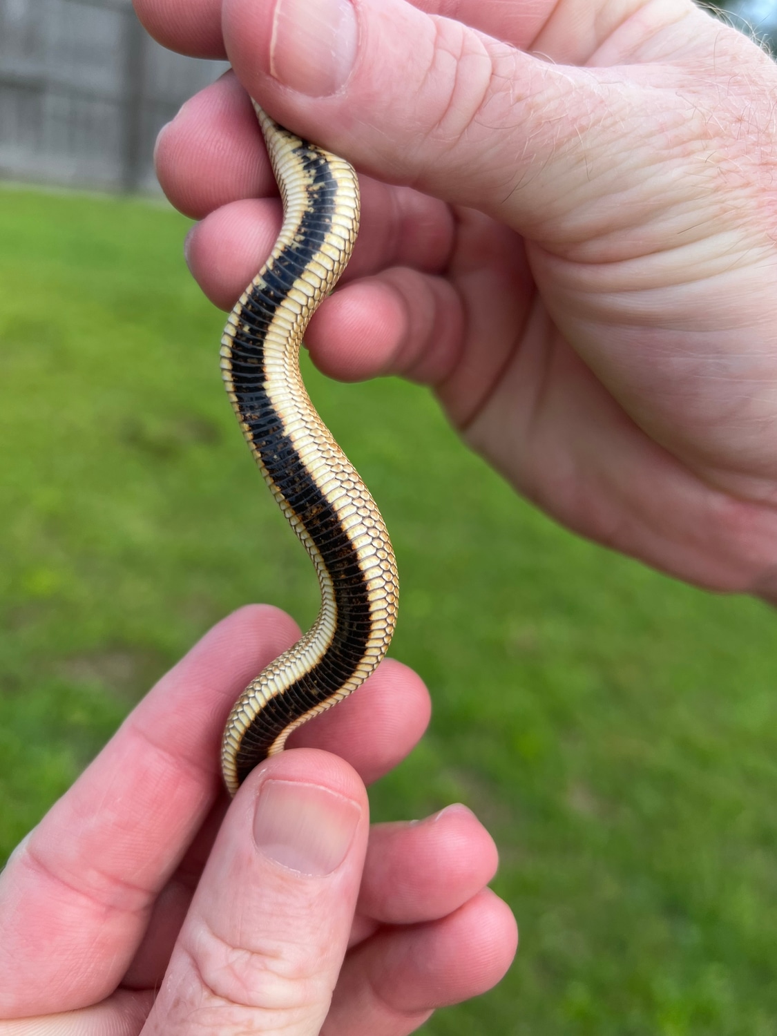 Lemon Ghost Conda Western Hognose by Cypress Grove Reptiles - MorphMarket