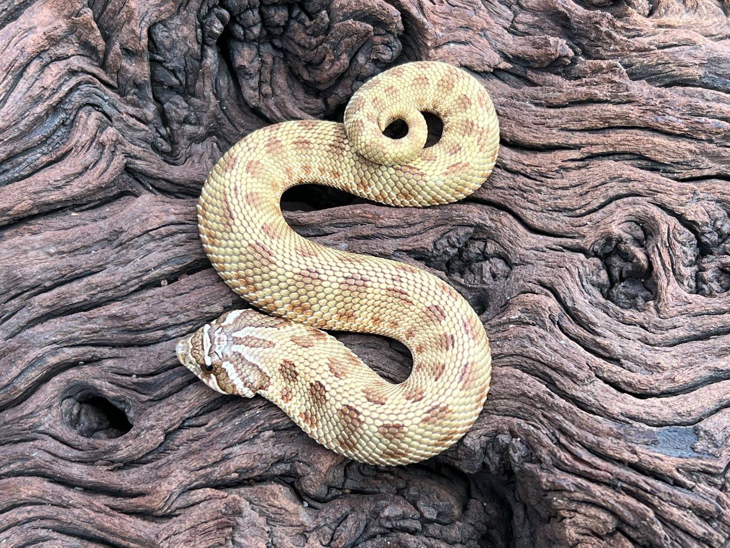 Lemon Ghost Conda Western Hognose by Cypress Grove Reptiles - MorphMarket