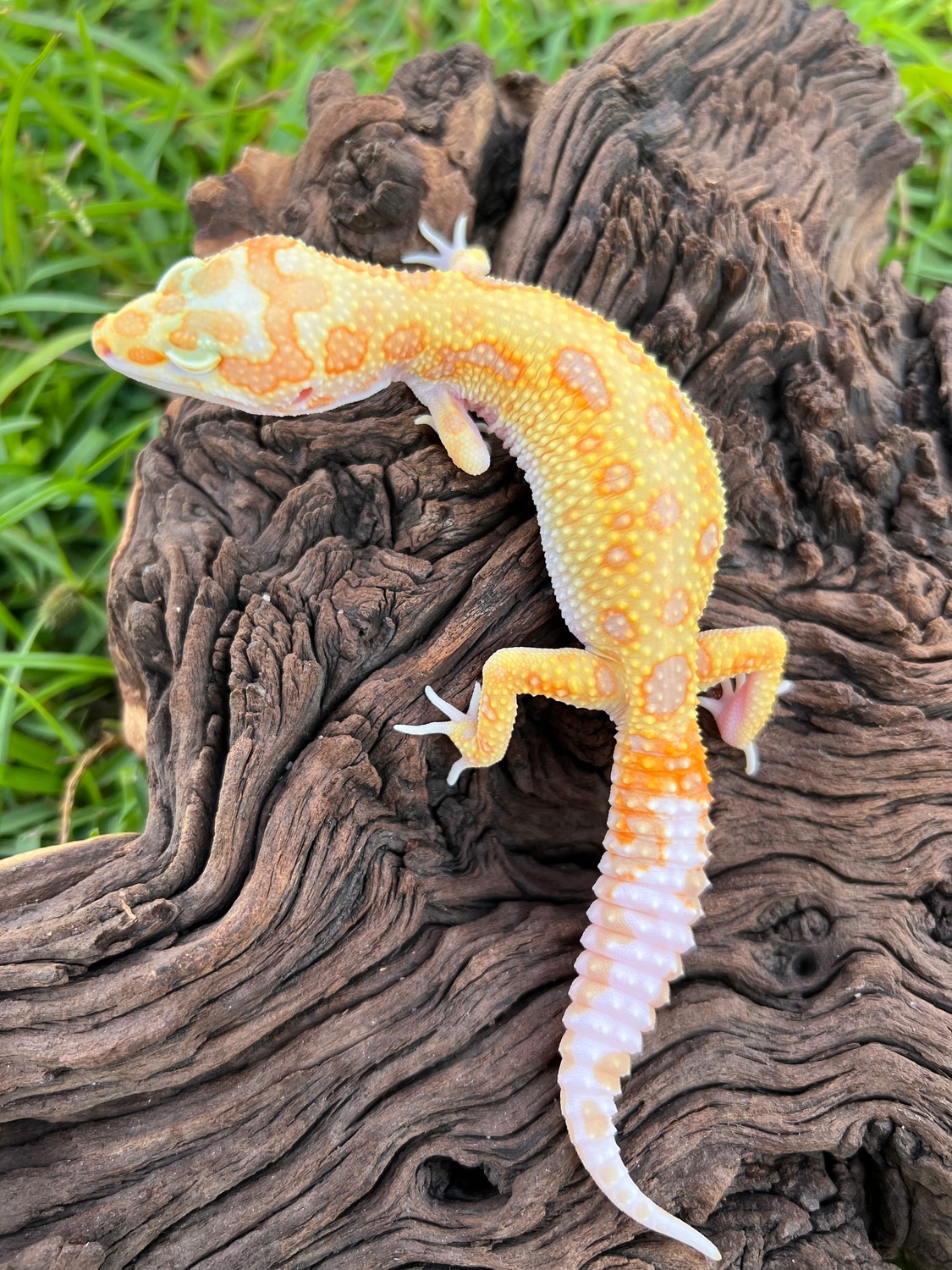 Jungle Tangerine Tremper 66% Het Eclipse Leopard Gecko by Cypress Grove ...