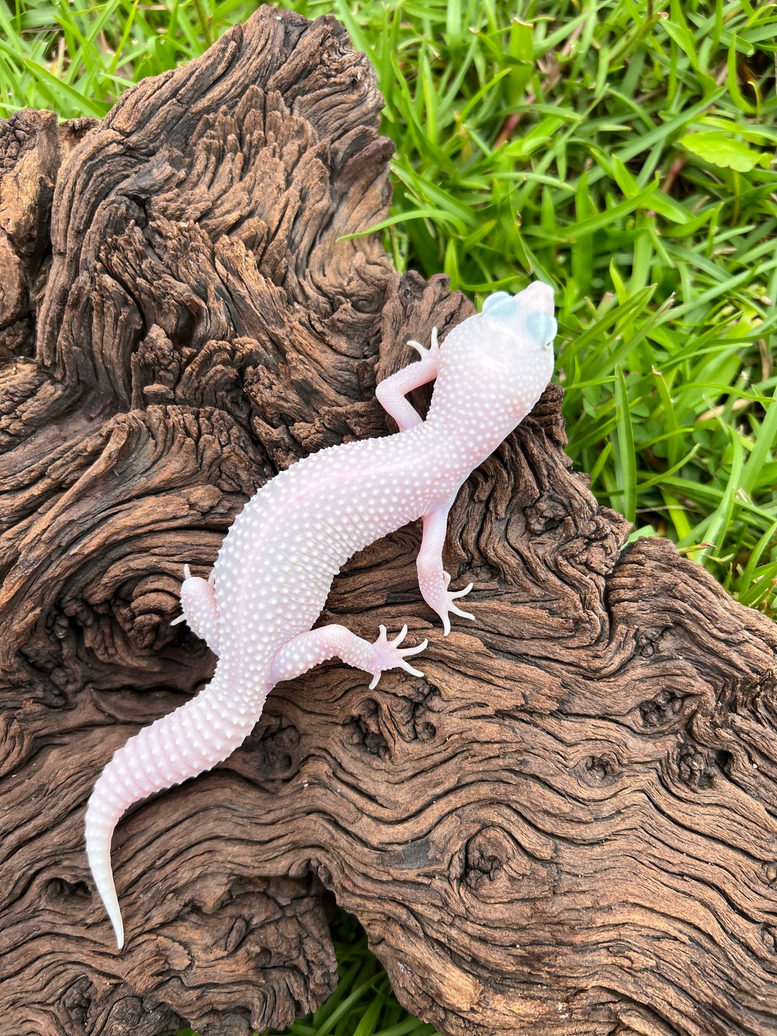 Giant Diablo Blanco Leopard Gecko by Cypress Grove Reptiles - MorphMarket