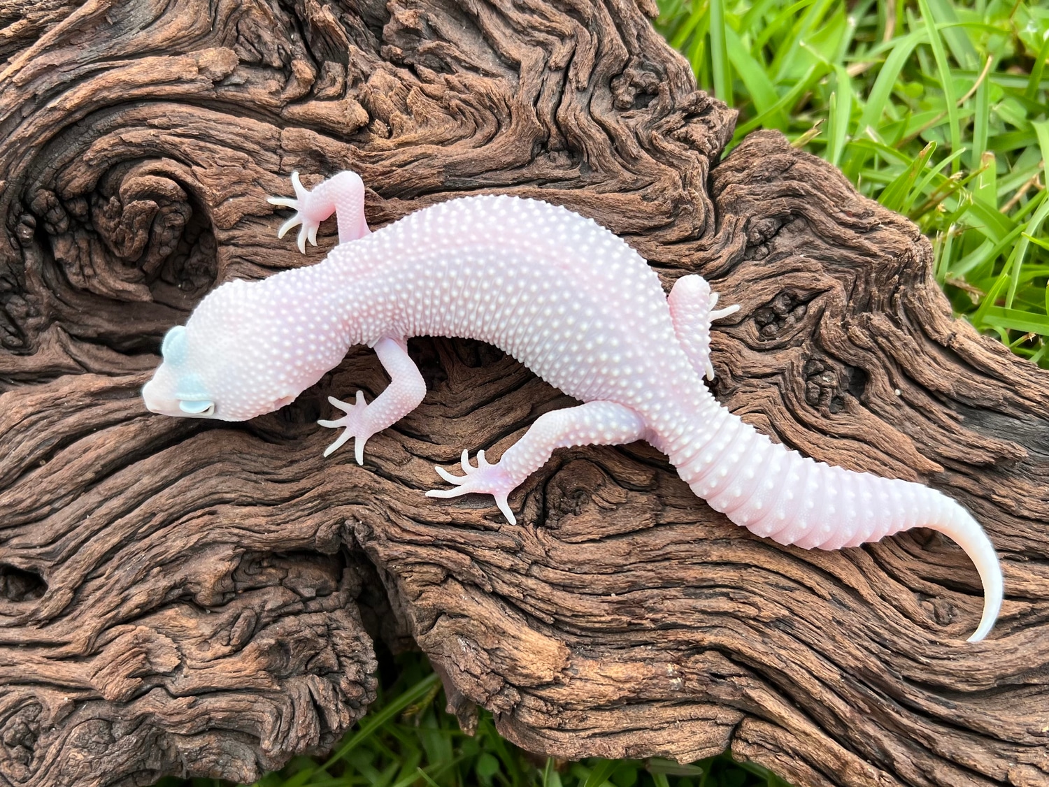Giant Diablo Blanco Leopard Gecko by Cypress Grove Reptiles - MorphMarket