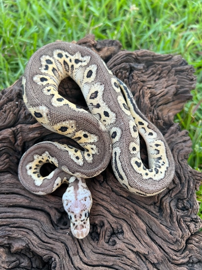 Black Pewter Clown Ball Python by Cypress Grove Reptiles