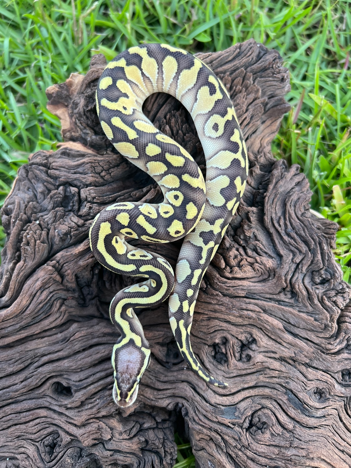 Butter Pastel 100% Het Clown Ball Python by Cypress Grove Reptiles ...
