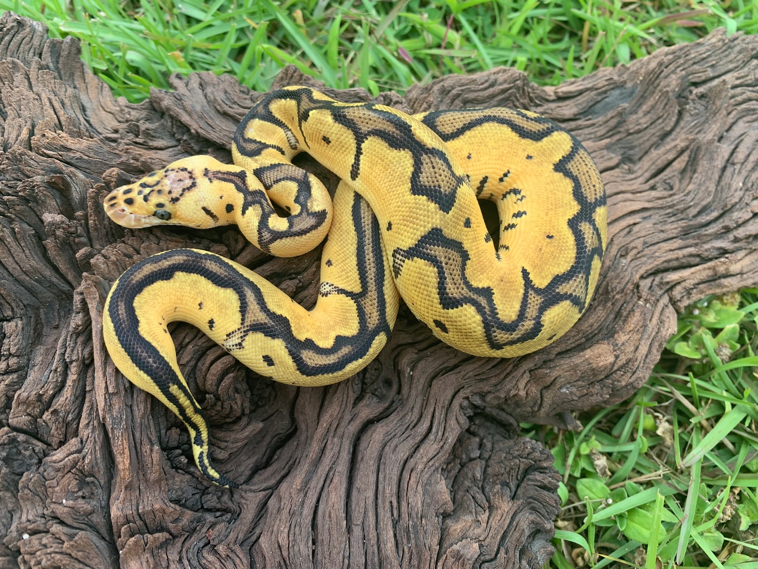 Pastel Clown Ball Python by Cypress Grove Reptiles - MorphMarket