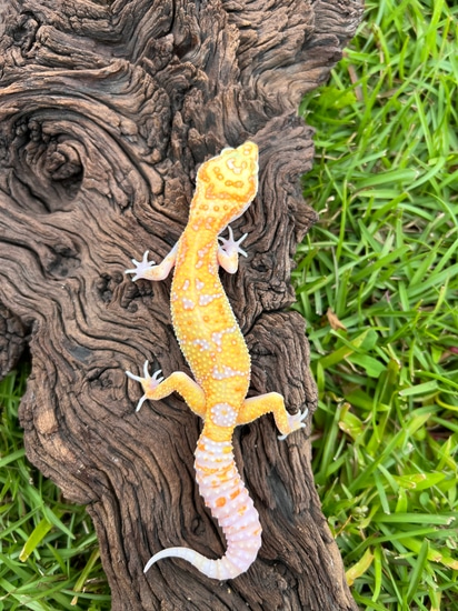 Jungle Tangerine Tremper Eclipse Poss Giant/Pastel Leopard Gecko by ...