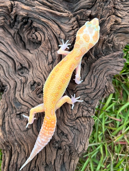 Tangerine Raptor Leopard Gecko by Cypress Grove Reptiles