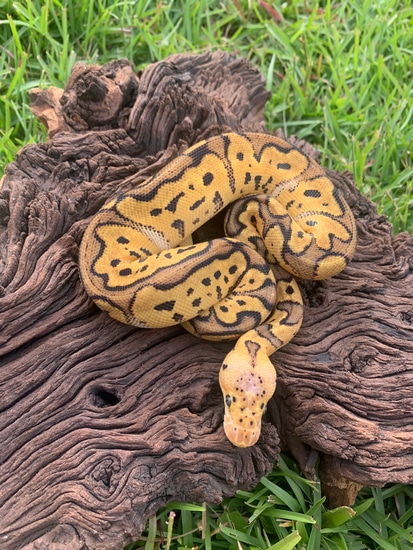 Pastel Clown Ball Python by Cypress Grove Reptiles