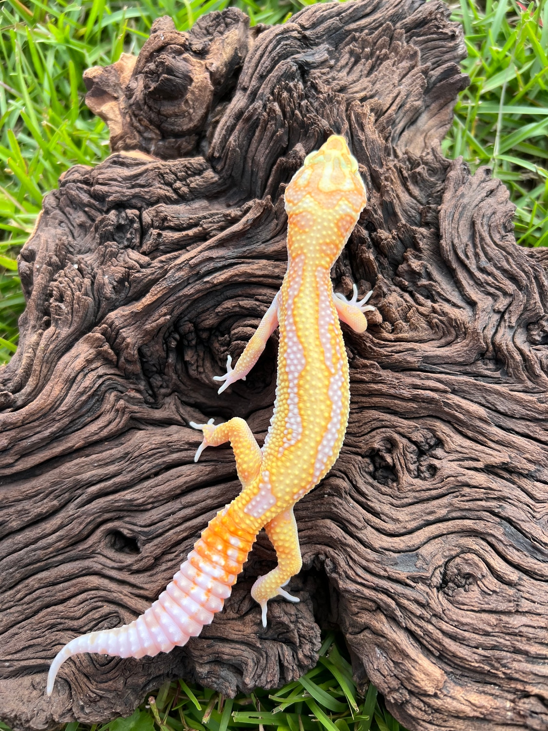 Bold Stripe Tangerine Tremper 66% Het Eclipse Leopard Gecko by Cypress ...