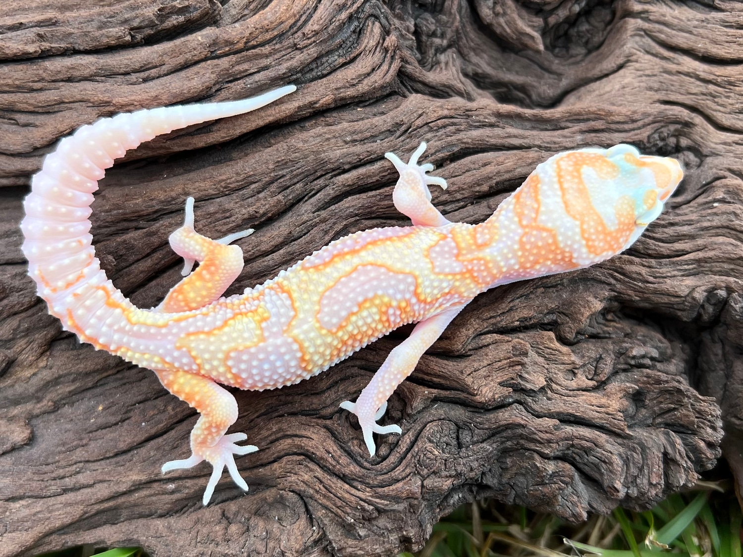 SALE - Jungle Tangerine Tremper 66% Het Eclipse Leopard Gecko by Cypress Grove Reptiles ...
