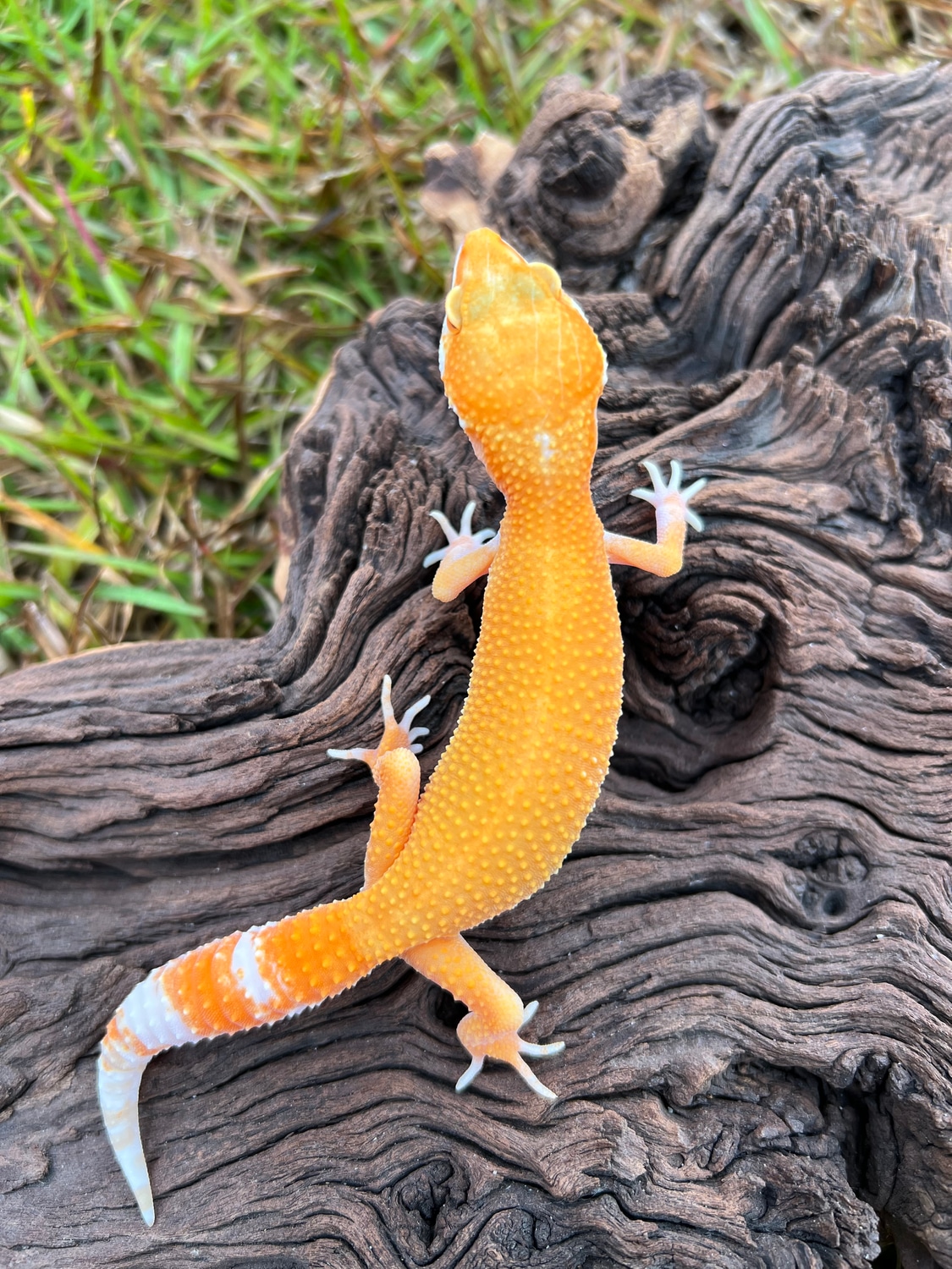 Scarface The Sunglow Ph Eclipse Leopard Gecko by Cypress Grove Reptiles ...