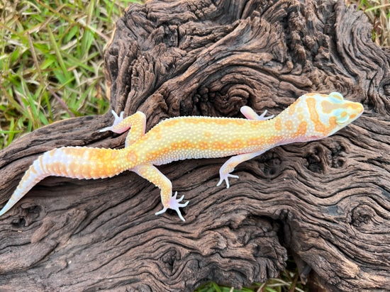 Red Stripe Raptor Leopard Gecko by Cypress Grove Reptiles