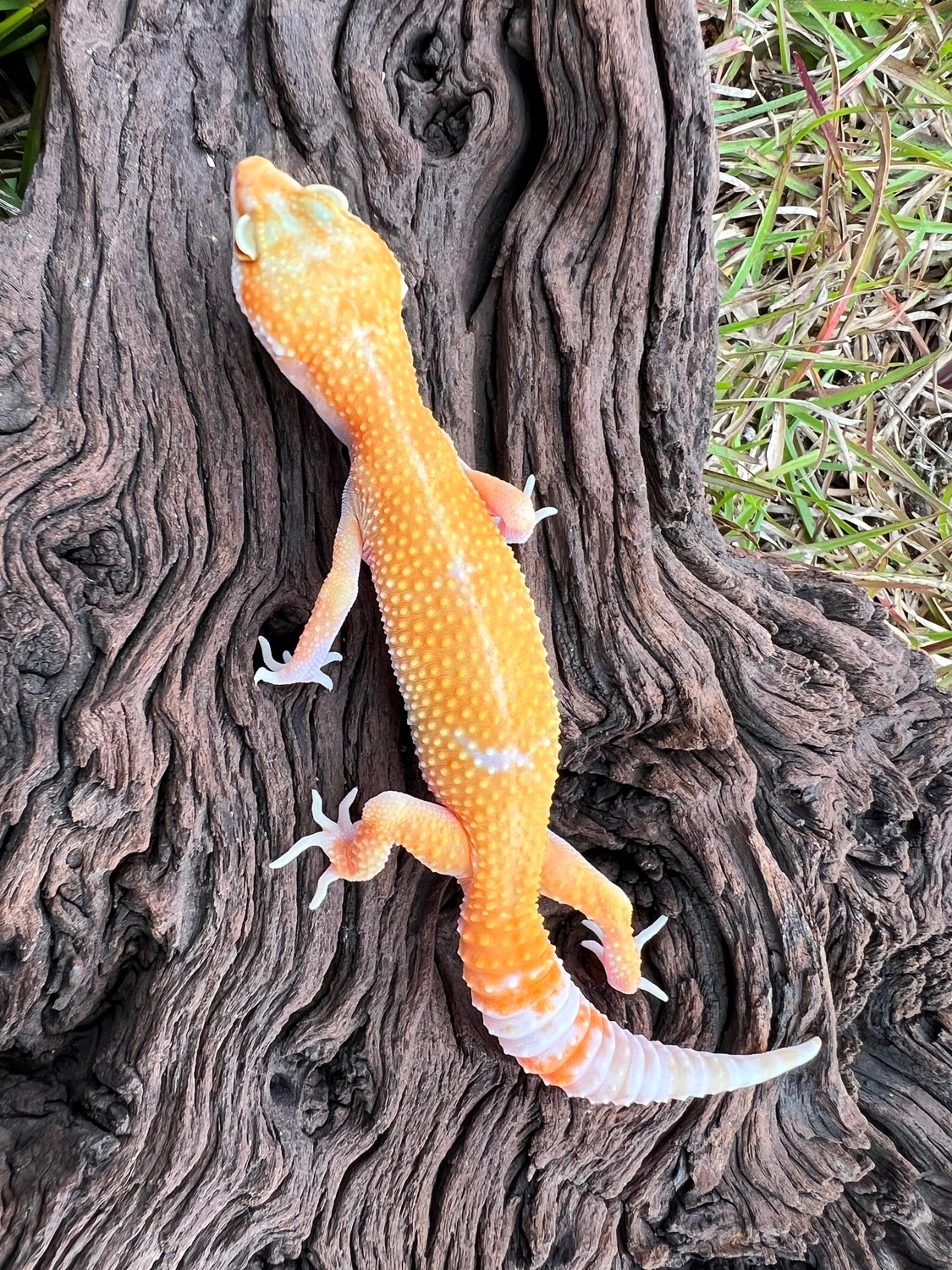 Sunglow Ph Eclipse Leopard Gecko by Cypress Grove Reptiles - MorphMarket