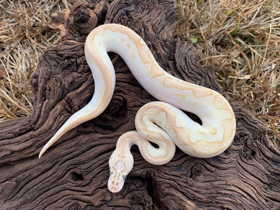 Pastel Butter Enchi Clown Ball Python by Cypress Grove Reptiles