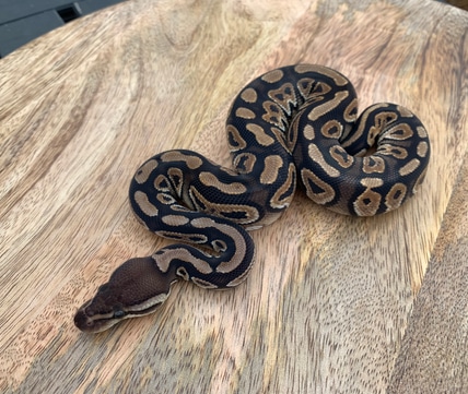 Pastel Butter Enchi Clown Ball Python by Cypress Grove Reptiles ...