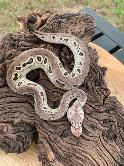 Pewter Clown Ball Python by Cypress Grove Reptiles
