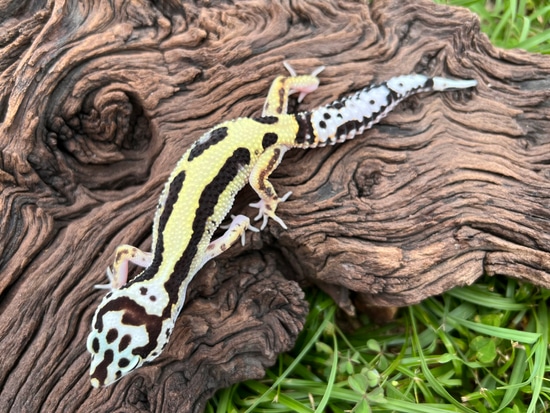 Bold Bandit Leopard Gecko by Cypress Grove Reptiles