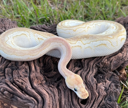 Mojave Red Stripe Ball Python by Cypress Grove Reptiles - MorphMarket