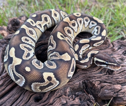 Pastel Butter Enchi Clown Ball Python by Cypress Grove Reptiles ...
