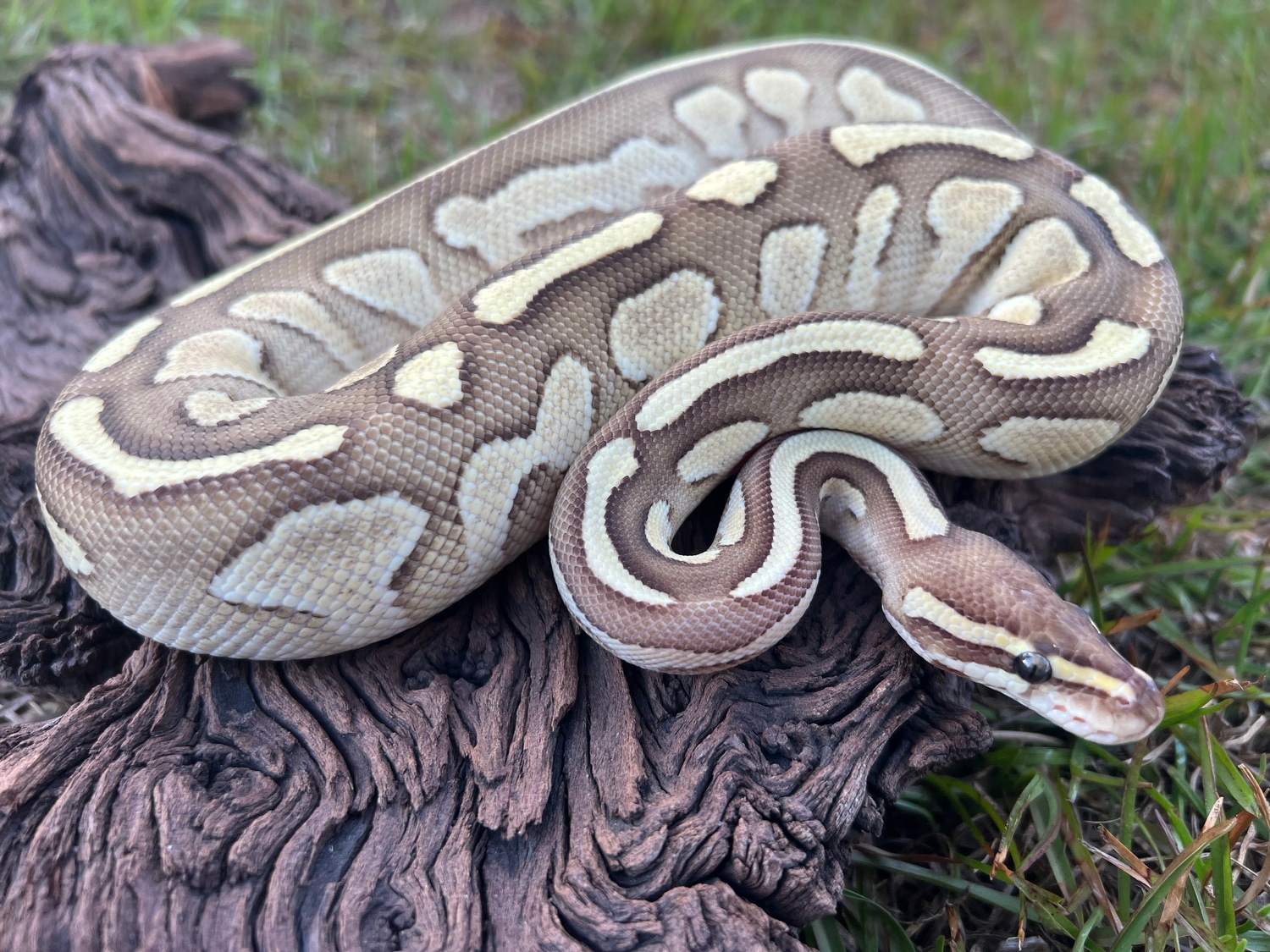 Fire Lesser Arroyo Ball Python by Cypress Grove Reptiles - MorphMarket