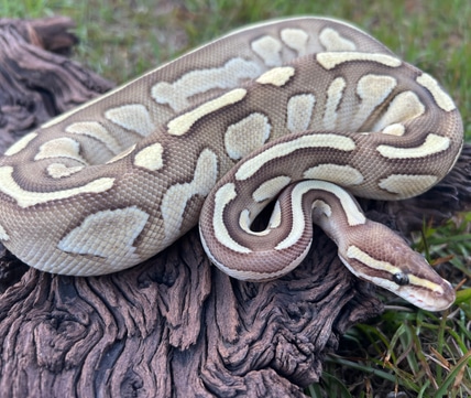 Mojave Red Stripe Ball Python by Cypress Grove Reptiles - MorphMarket