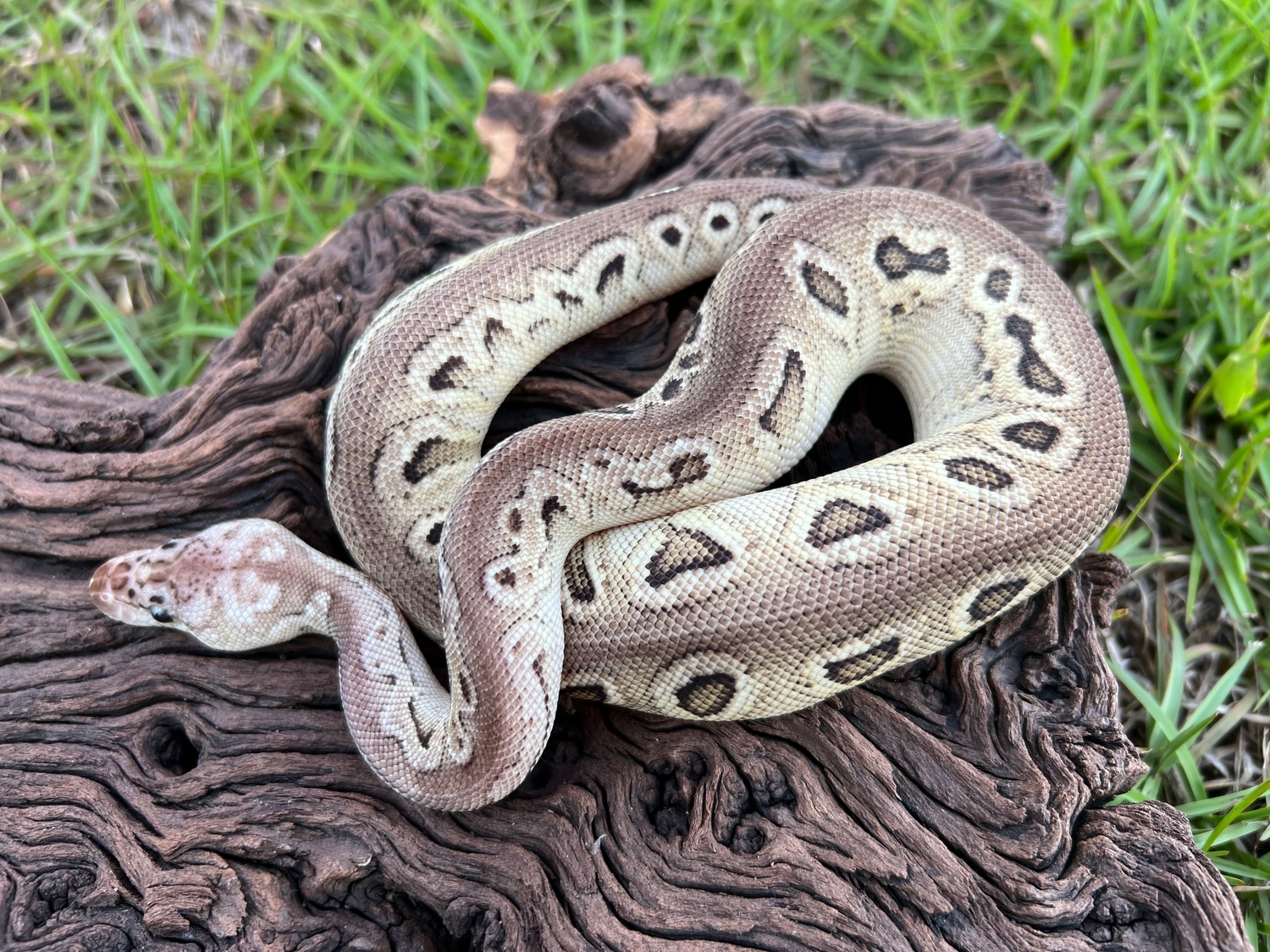 Pewter Clown Ball Python by Cypress Grove Reptiles - MorphMarket