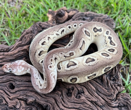 Pastel Butter Enchi Clown Ball Python by Cypress Grove Reptiles ...