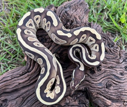 Pastel Butter Enchi Clown Ball Python by Cypress Grove Reptiles ...