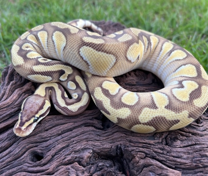 Pastel Butter Enchi Clown Ball Python by Cypress Grove Reptiles ...