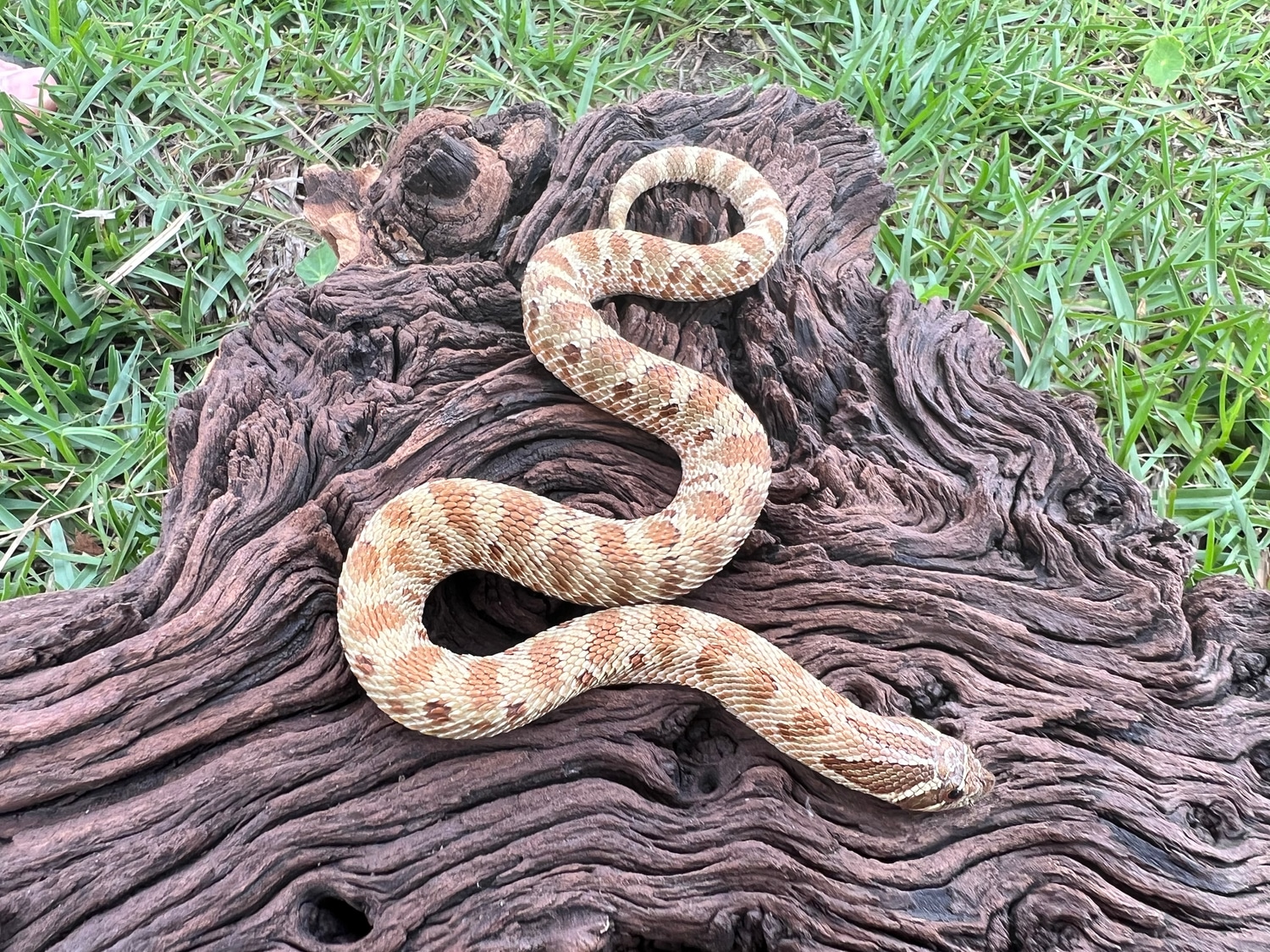 Lemon Ghost Conda Western Hognose by Cypress Grove Reptiles - MorphMarket