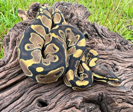 Pastel Butter Enchi Clown Ball Python by Cypress Grove Reptiles ...